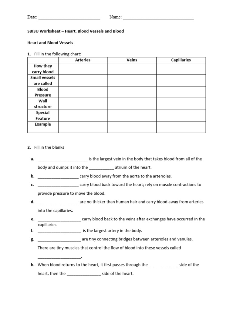 Heart, Blood Vessesls and Blood Worksheet | PDF | Heart | Blood Vessel