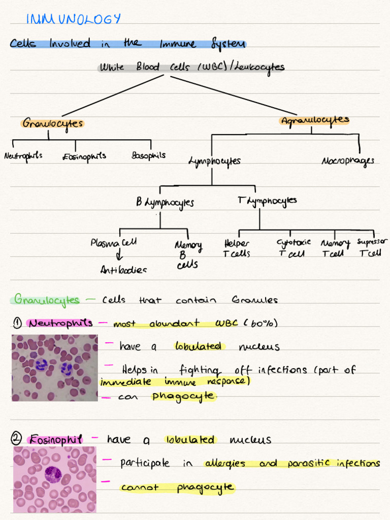 Immune System My Notes | PDF | White Blood Cell | Granulocyte
