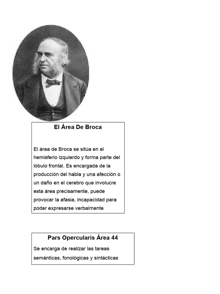 El Área de Broca Imp | PDF