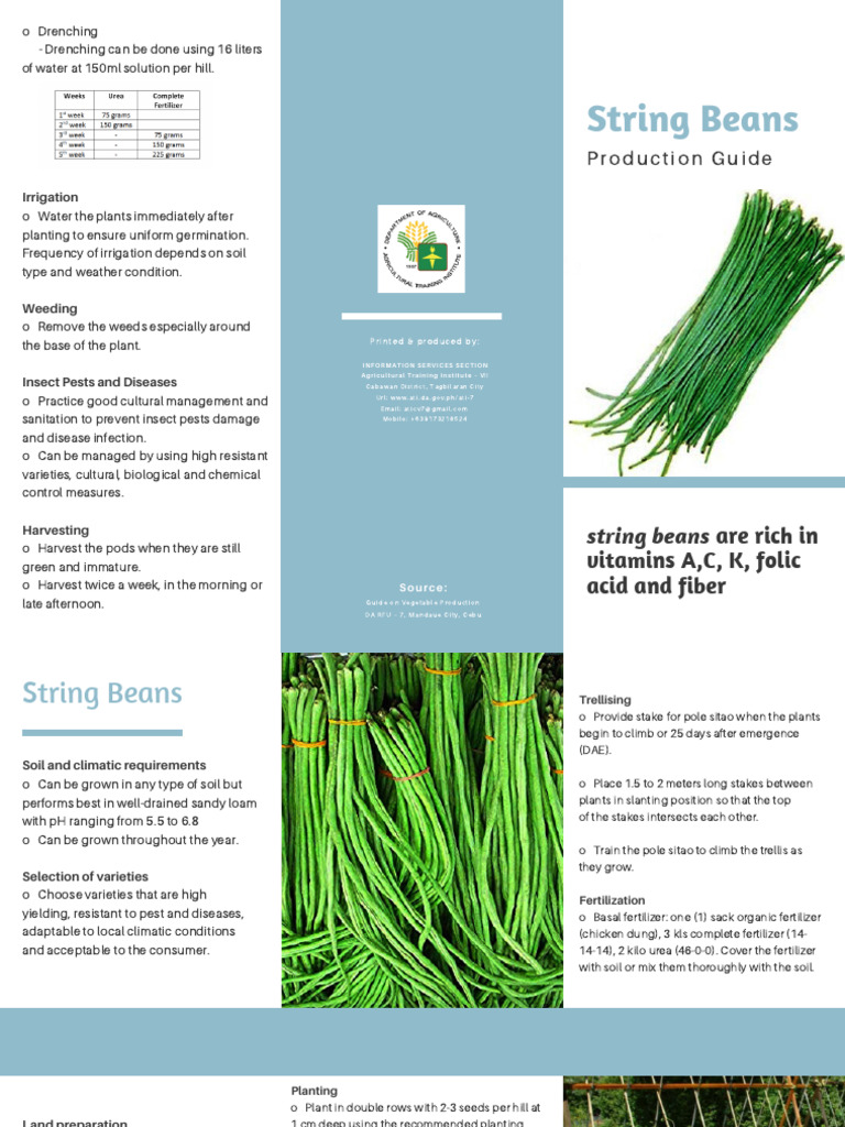 String Beans - FINAL2020 | PDF | Green Bean | Fertilizer