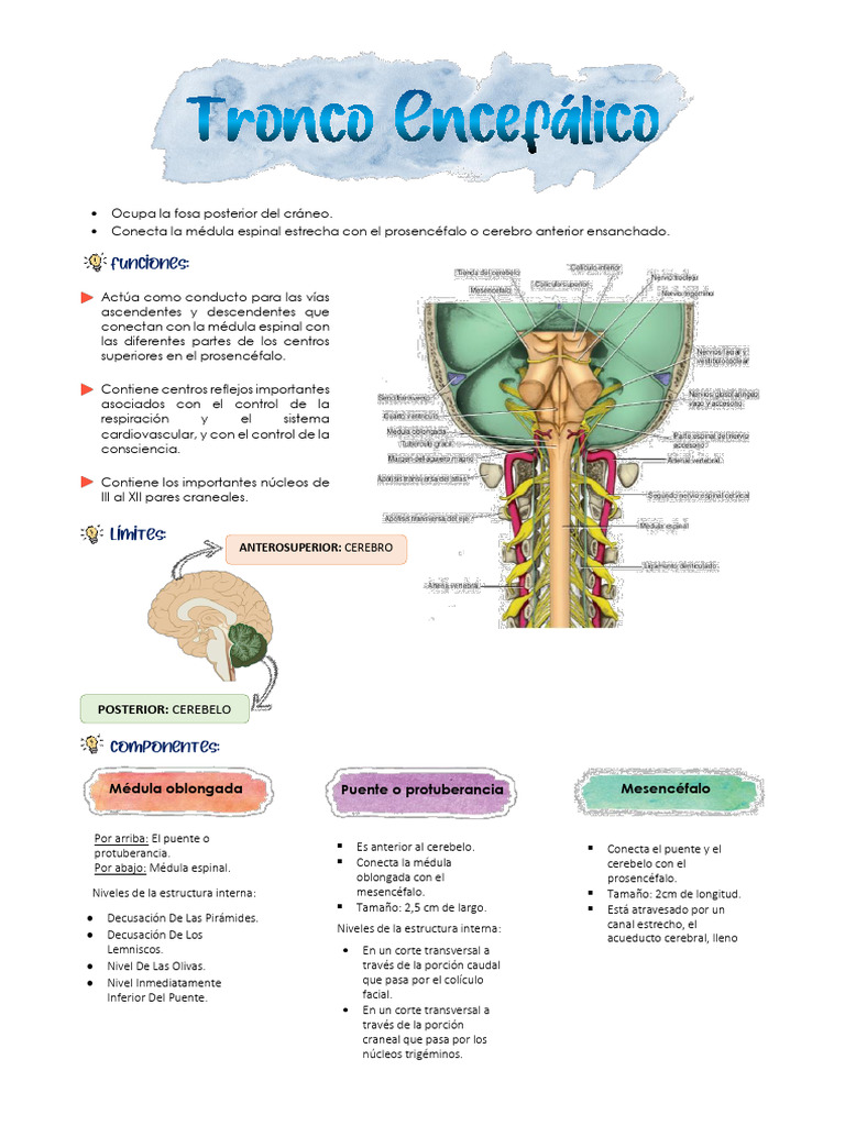 Tronco Encefálico | PDF