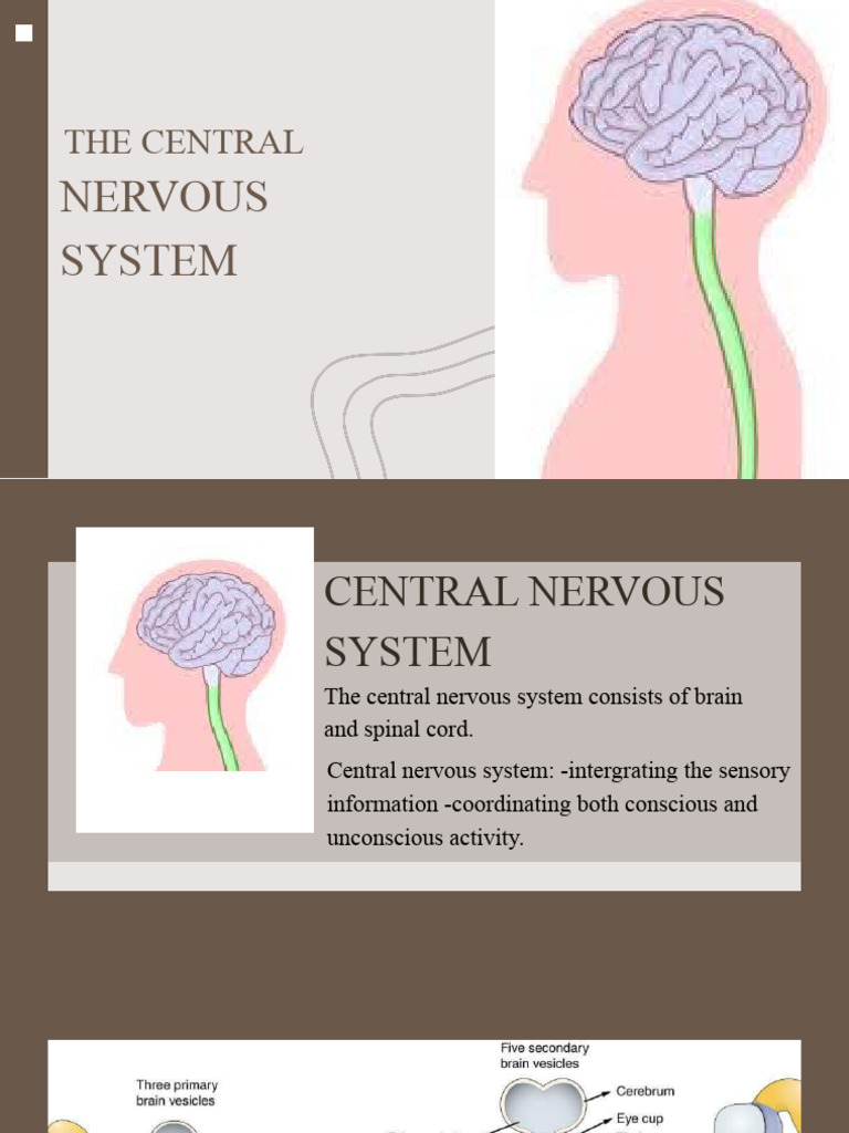 Central Nervous System Oxygen | PDF | Central Nervous System | Cerebrum