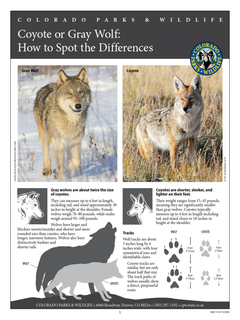 Wolf Vs Coyote Identification Sign | PDF | Coyote | Canis Lupus