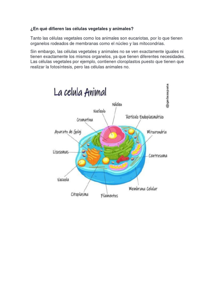 Diferencias entre células vegetales y animales | PDF