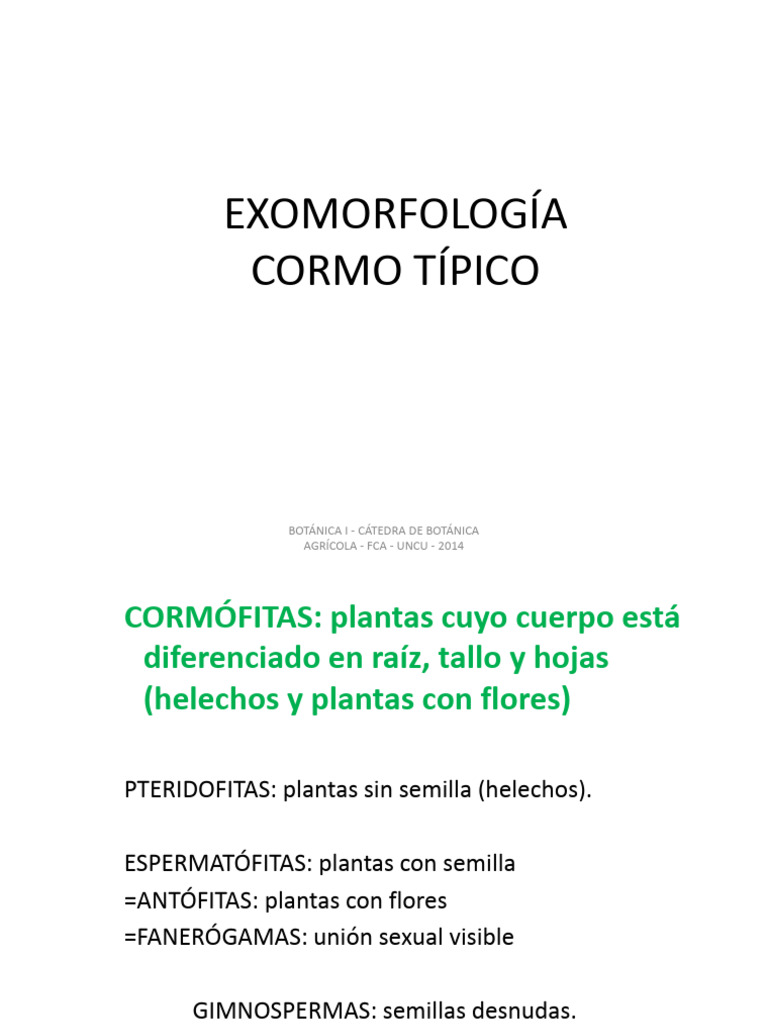 Clase Cormo Típico Botánica I FCA UNCU | PDF | Raíz | Tallo de la planta