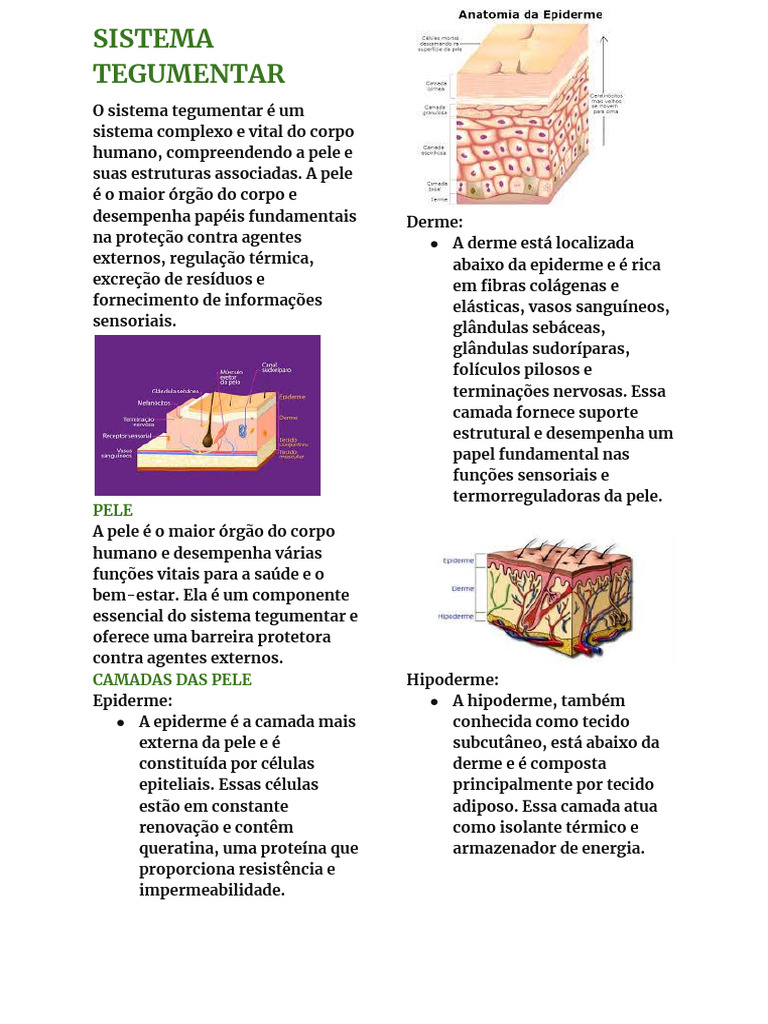 Sistema Tegumentar | PDF | Sistema tegumentar | Anatomia