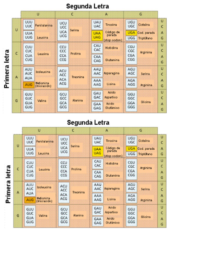 Codigo Genetico | PDF