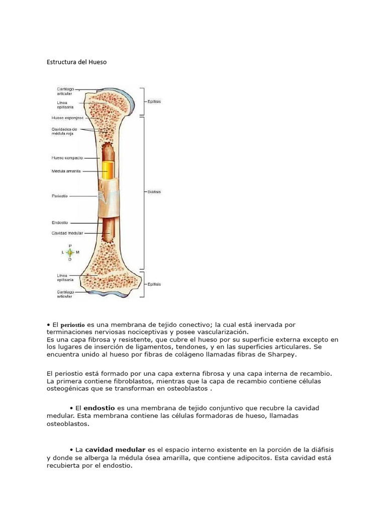 Estructura Del Hueso Descargar Gratis Pdf Hueso Tejido Conectivo
