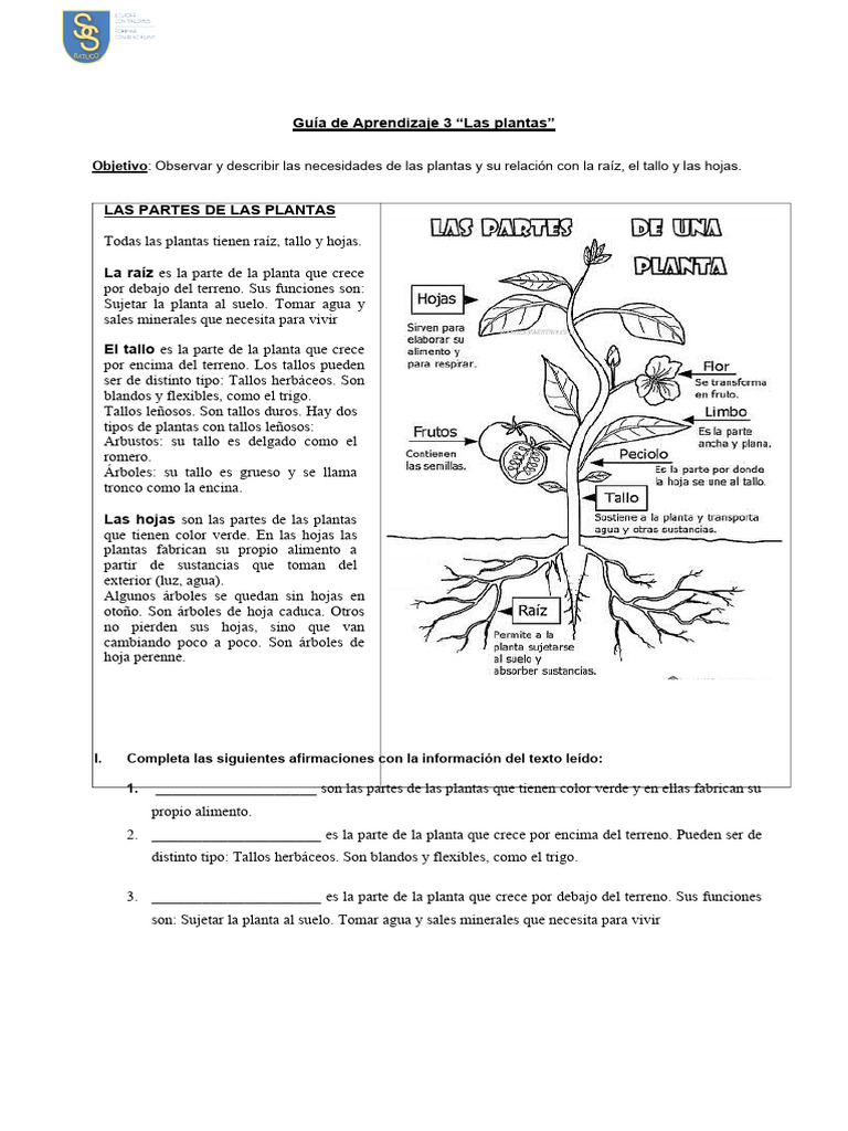 Guía de Aprendizaje de Las Plantas | PDF