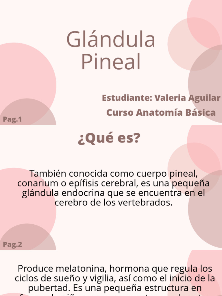 Exposición Glándula Pineal | PDF | Órgano (anatomía) | Anatomía humana