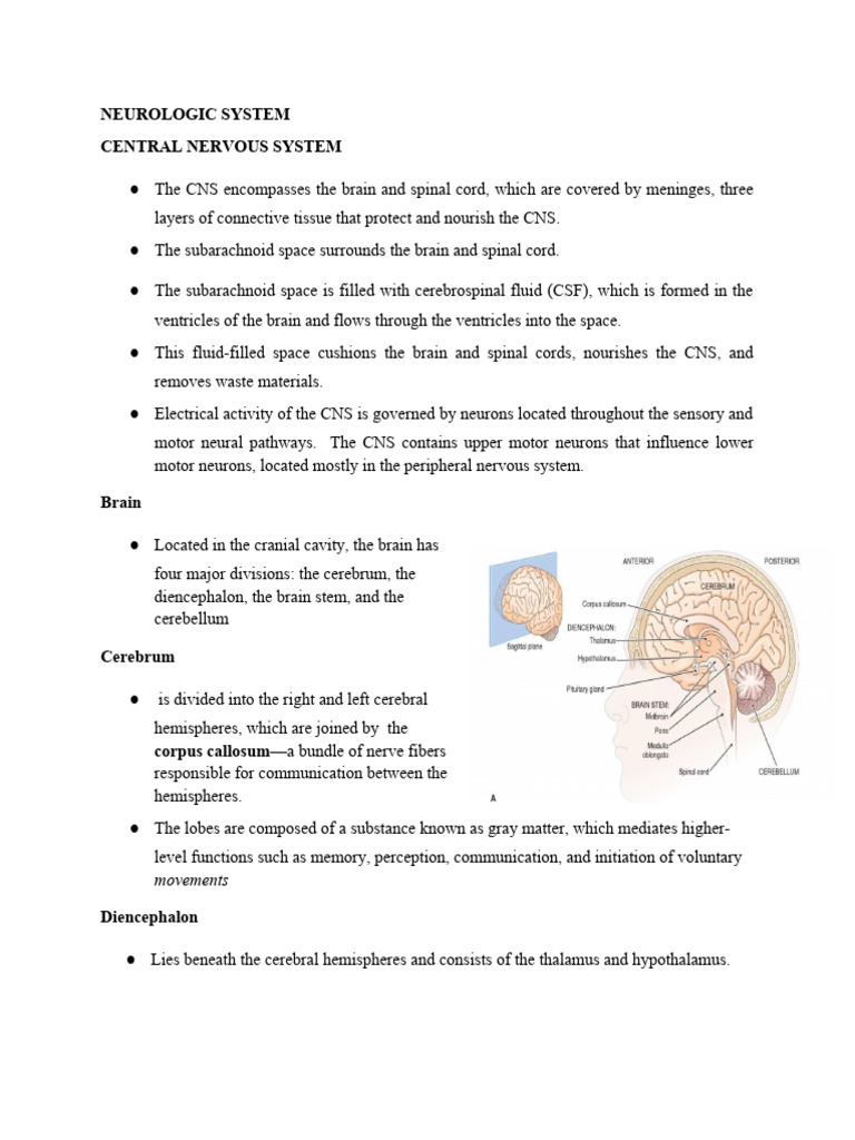 Neurologic System | Download Free PDF | Central Nervous System ...