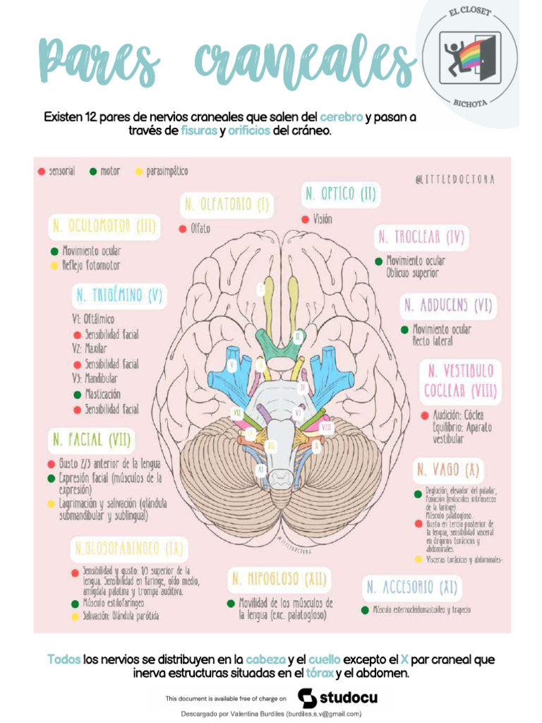 Pares Craneales Resumen | PDF