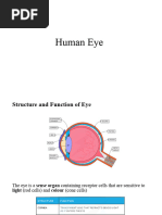 IGCSE Eye: Sense Organs Overview | PDF | Eye | Retina