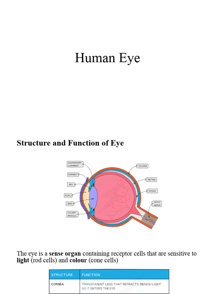 Human_eye | PDF