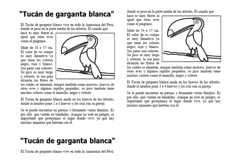 Tucán de Garganta Blanca | PDF | Aves | Huevo