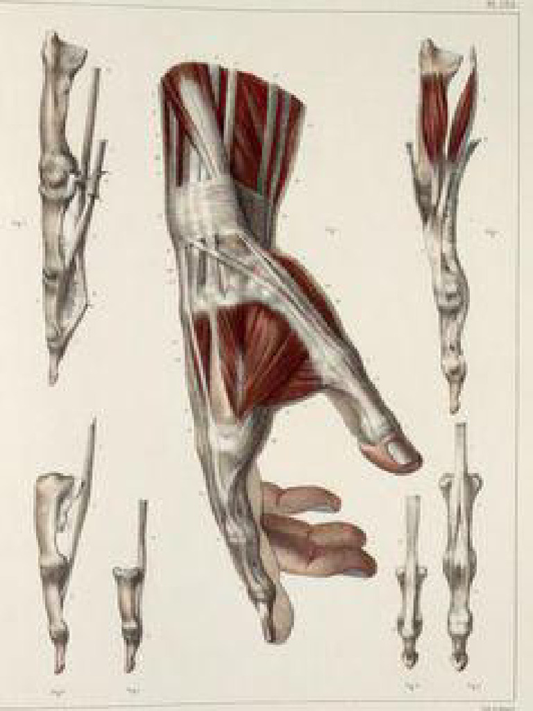 Anatomia Mano Pdf