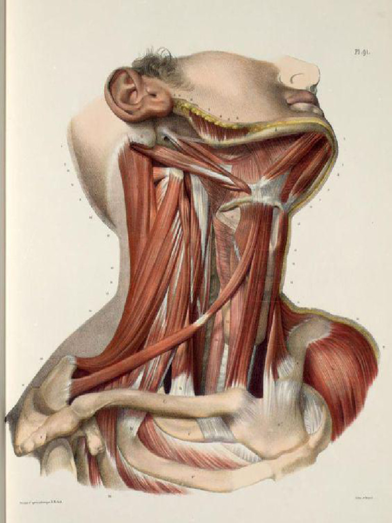 Anatomia Cuello | PDF