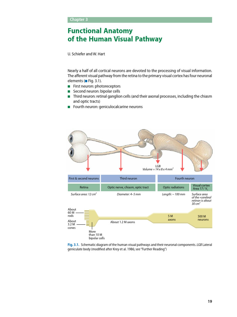 Clinical Neuro-Ophthalmology-A Practical Guide-2007 | PDF | Retina ...