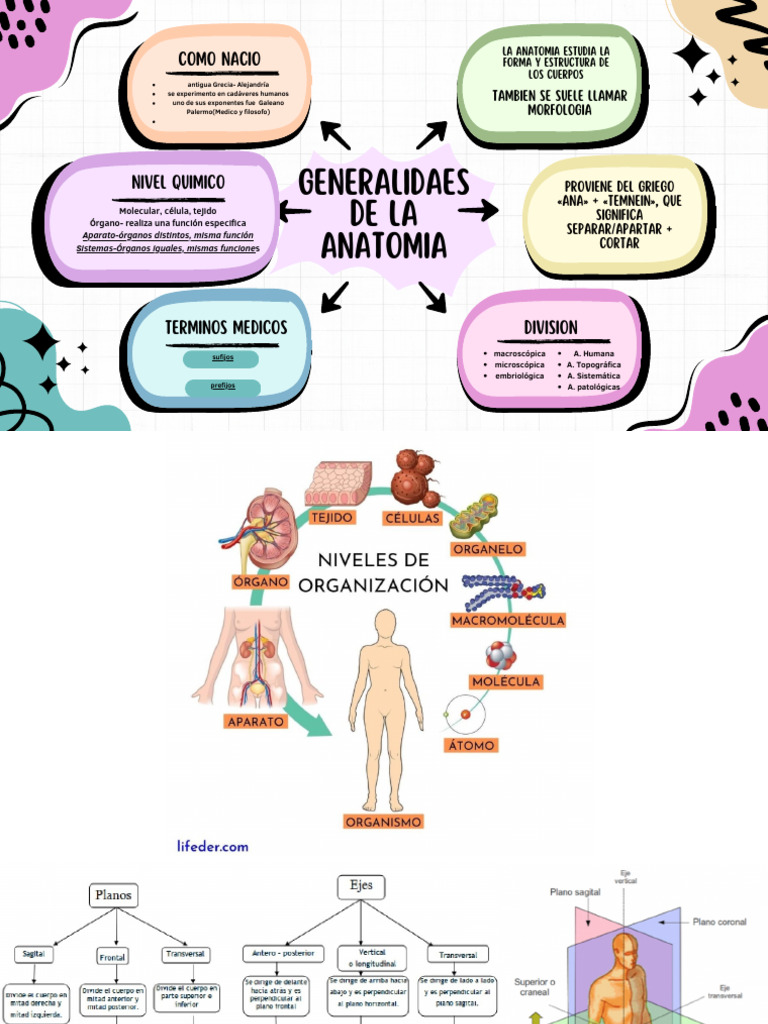 apuntes de anatomia | PDF