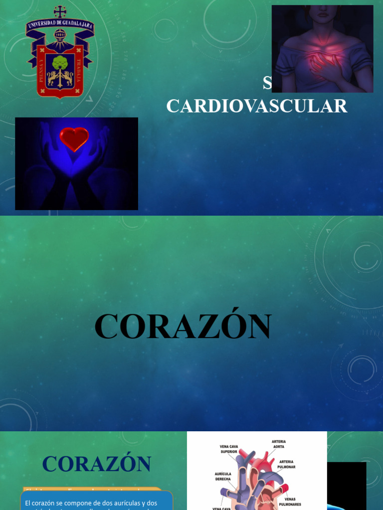 Ciclo y Regulación Cardíaca | PDF | Corazón | Electrocardiografia