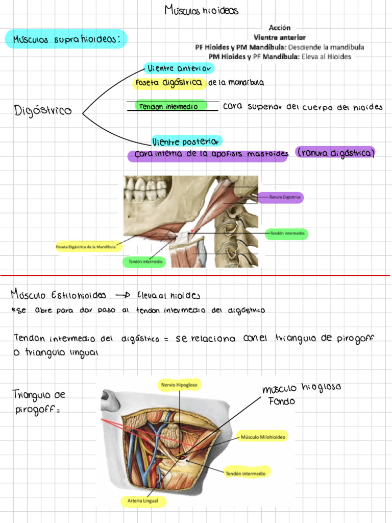 Anatomía? 2 | PDF | Anatomía | Anatomía humana