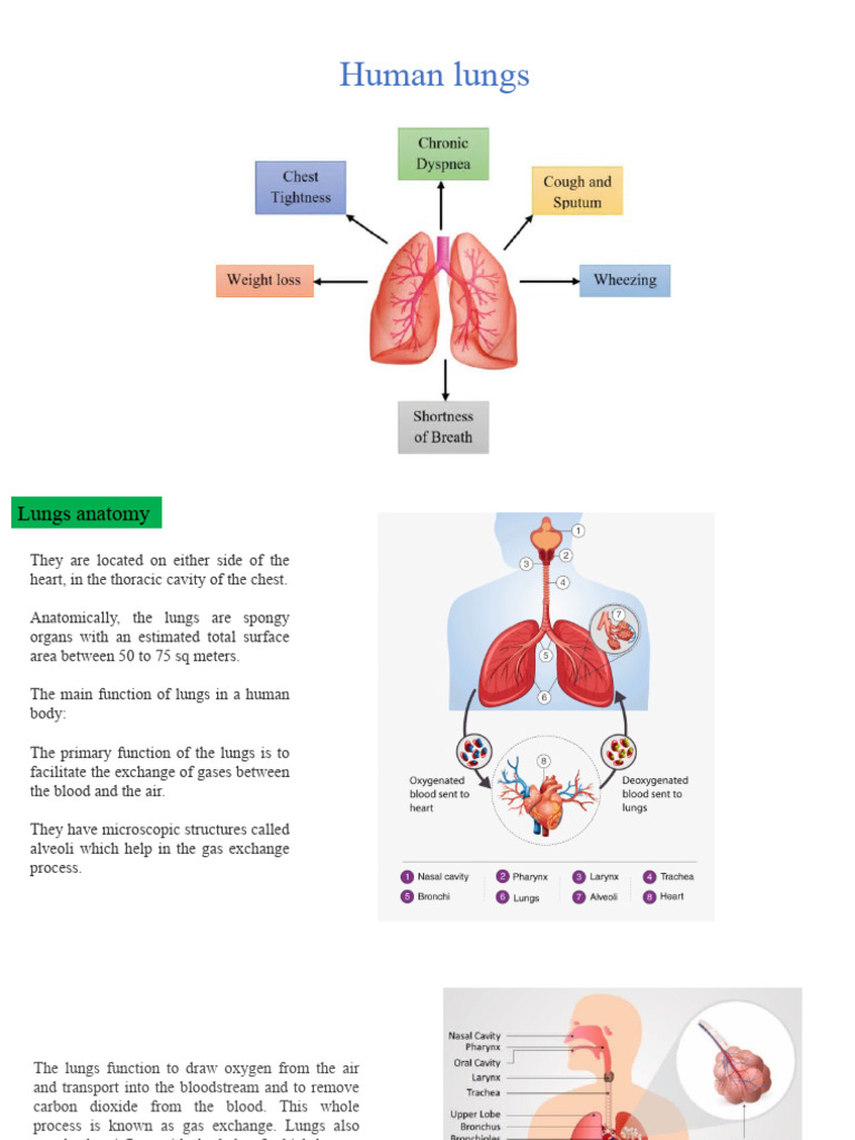 Lungs | PDF | Lung | Exhalation