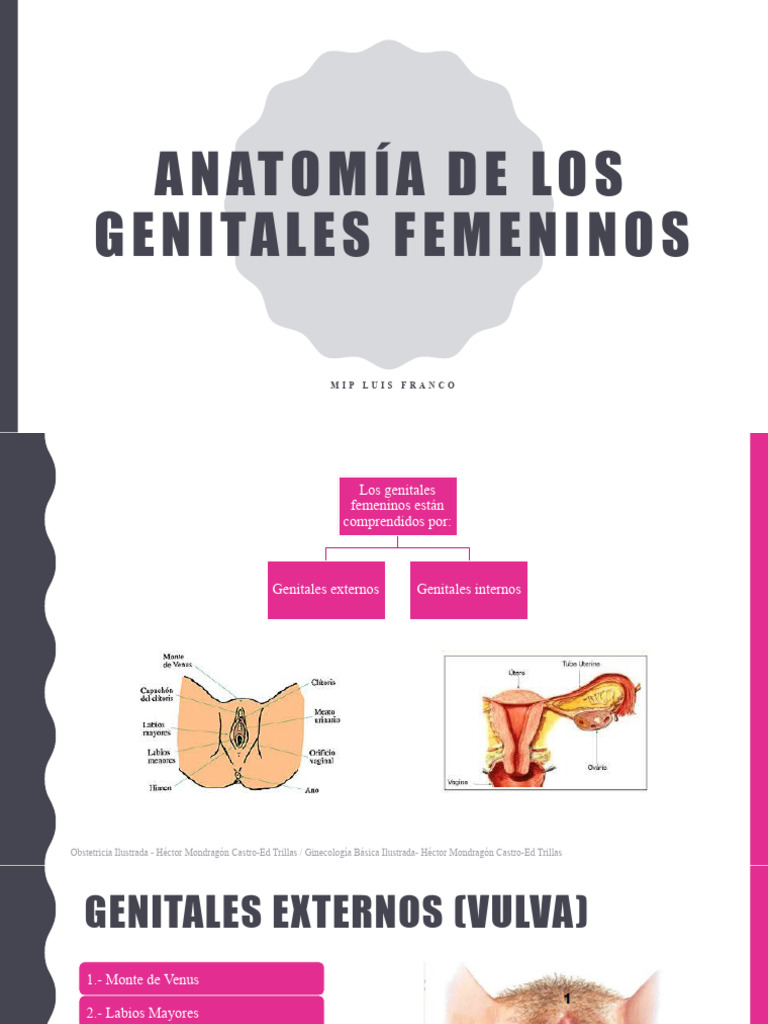 Anatomía de Genital Femenino | PDF | Ovario | Útero