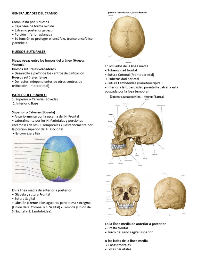 GENERALIDADES DEL CRANEO | PDF | Cráneo | Sistema esquelético