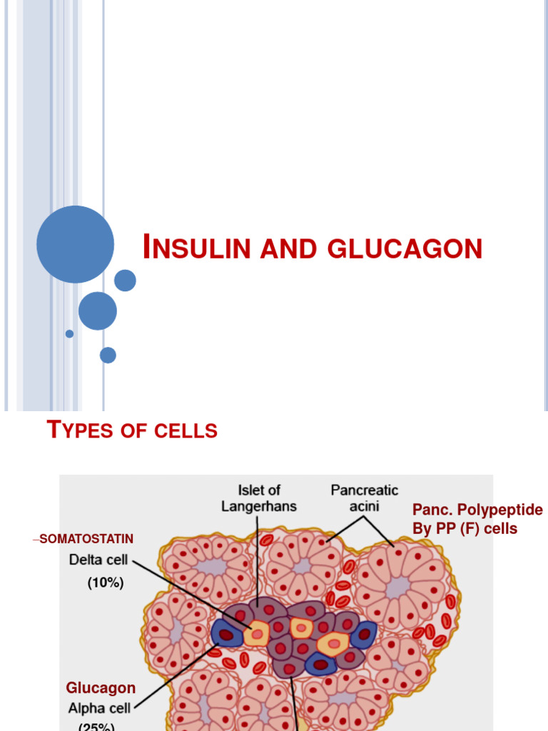 Insulin, Glucagon Final | Download Free PDF | Insulin | Glucose
