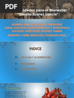 Función y Estructura de Valvas Semilunares | PDF | Circulación ...
