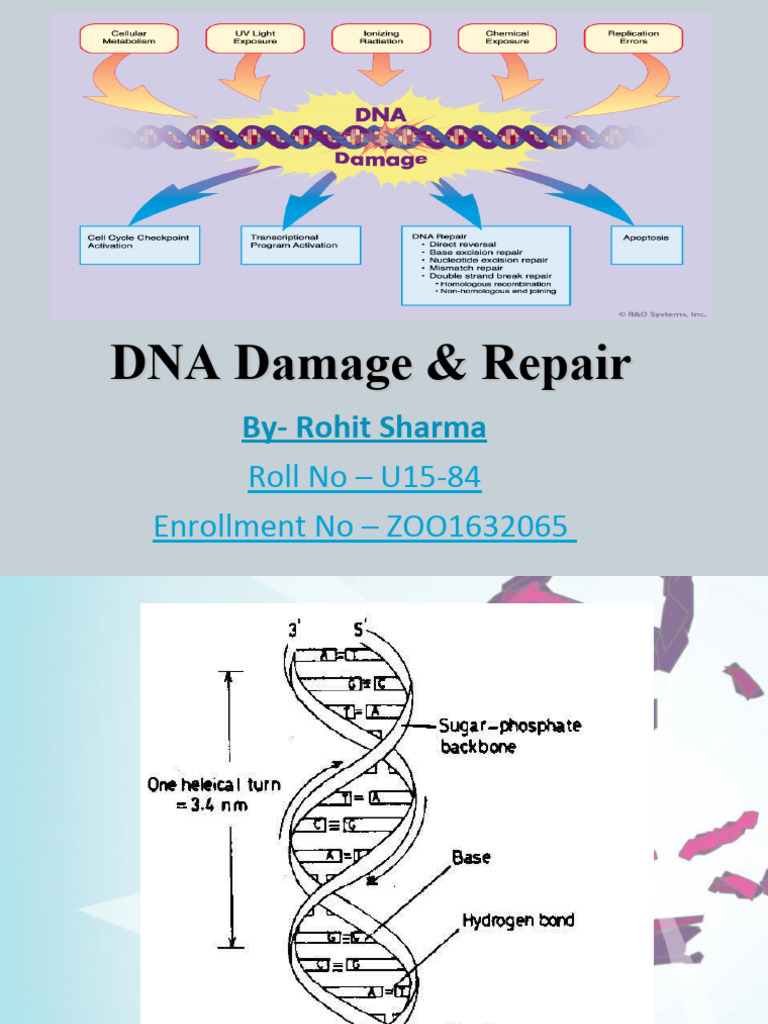 3rd Sem Seminar - DNA Damage & Repair | PDF | Dna Repair | Dna