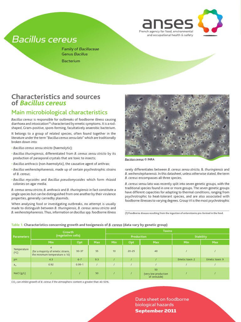 Anses Bacillus Cereus | PDF | Bacillus | Foodborne Illness