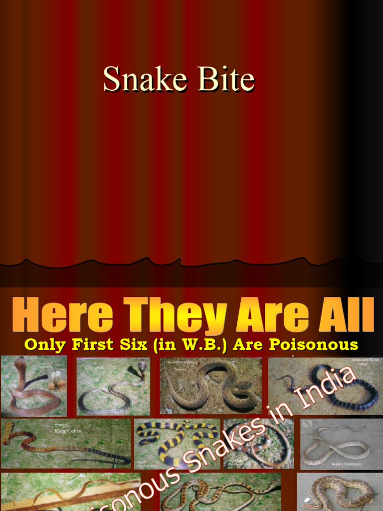 Snake Bite | PDF | Snake | Squamata