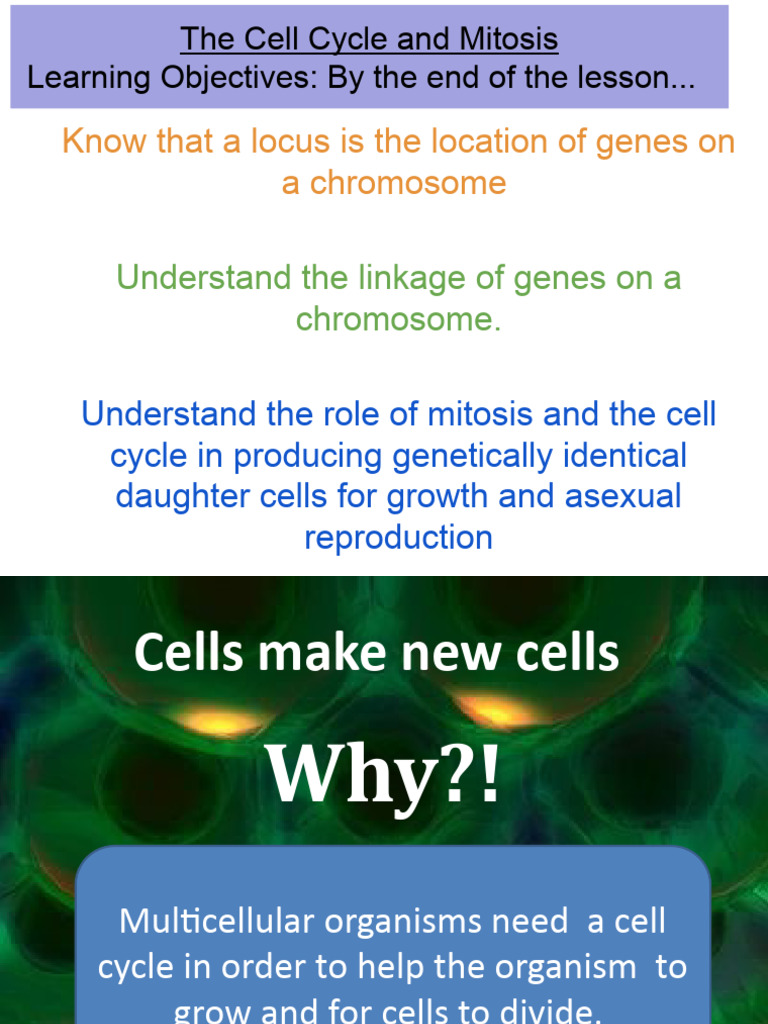 Cell Cycle and Mitosis Presentation | PDF | Mitosis | Cell (Biology)