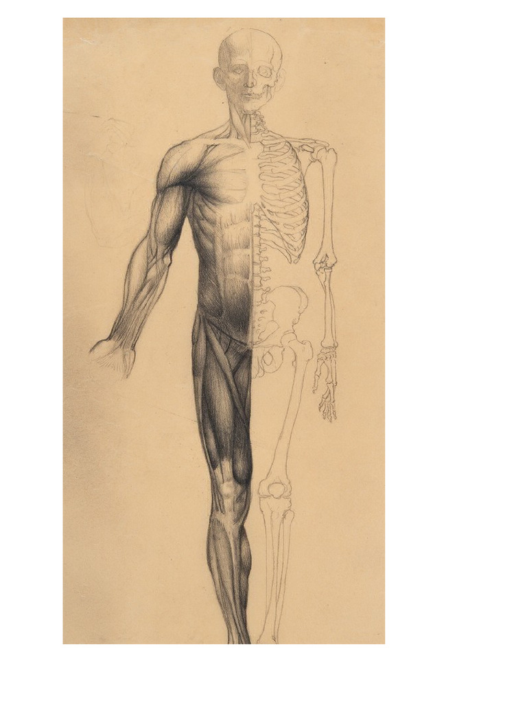 Ember Váz És Izom | PDF