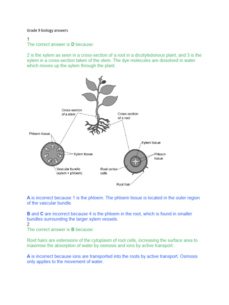 Grade 9 Biology Answers U6 | PDF | Stoma | Leaf