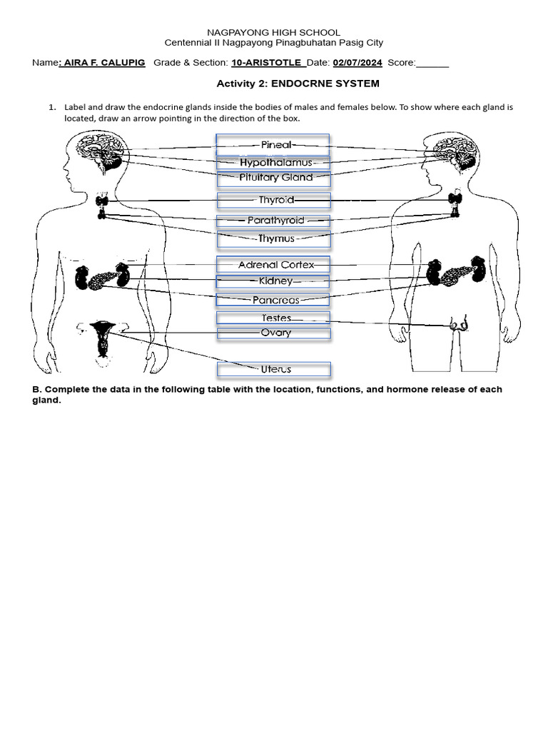 Q3 Activity 2 Endocrine System | PDF | Endocrine System | Luteinizing ...