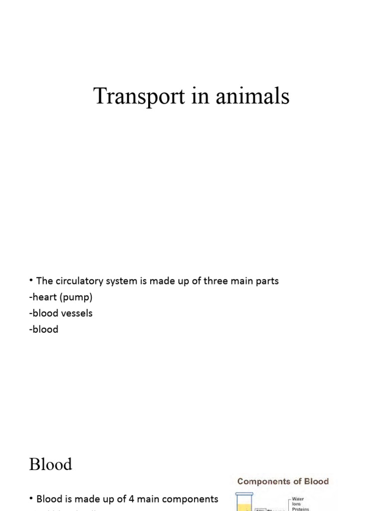Transport in Animals | PDF | Ventricle (Heart) | Atrium (Heart)