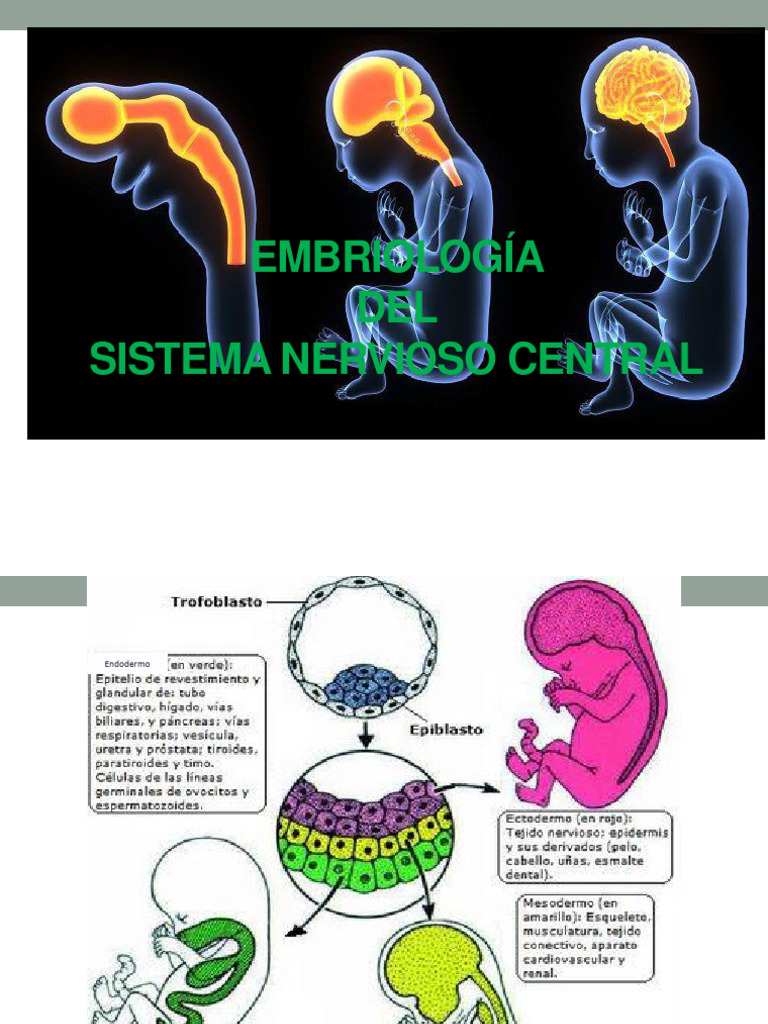 1. Embriologia III - Desarrollo Del Sistema Nervioso | PDF | Cerebro ...