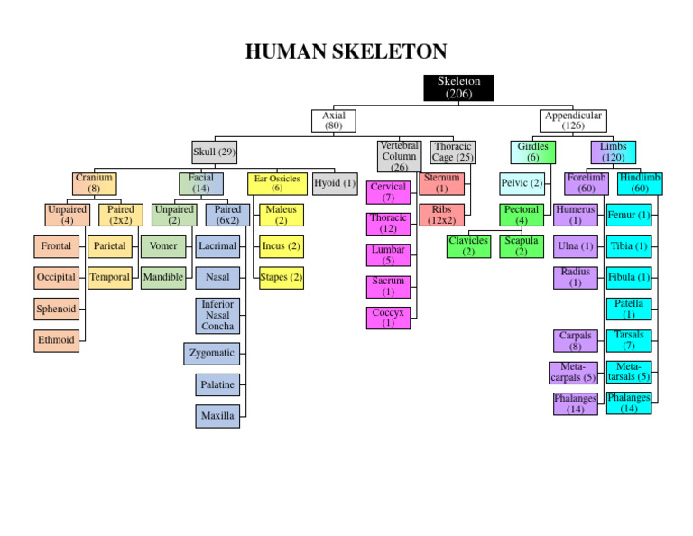 Human Skeleton Bones Chart | PDF | Musculoskeletal System | Skeletal System