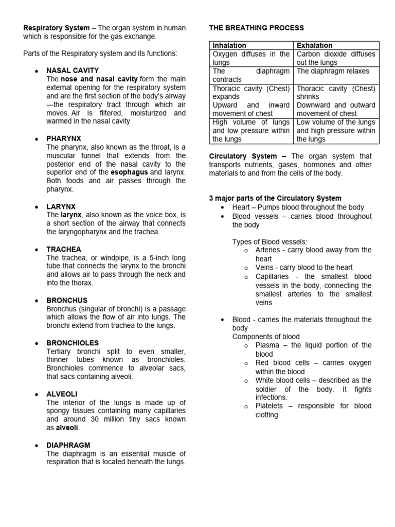 Respiratory Hand-Out | PDF | Respiratory Tract | Lung