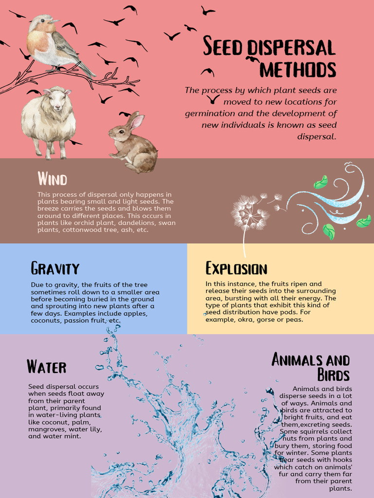 Seed Dispersal Methods Poster | PDF | Seed | Fruit