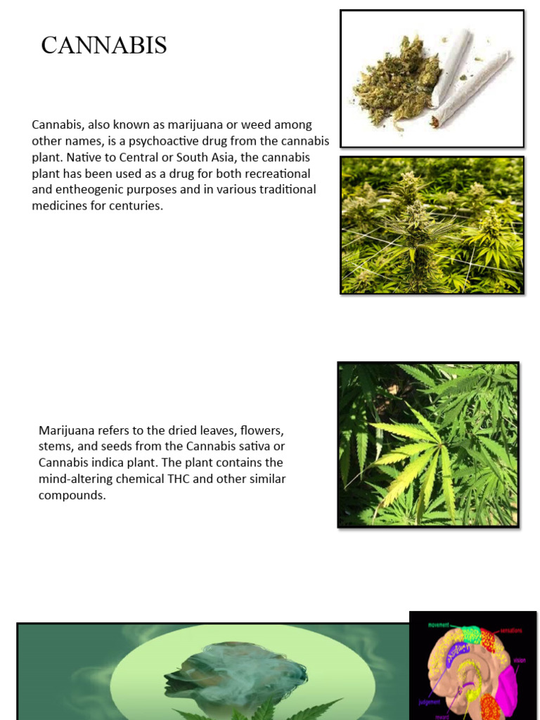 CANNABIS | PDF
