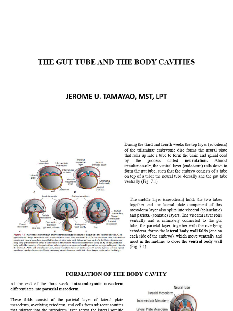 Embryonic Gut Tube and Body Cavities | PDF | Peritoneum | Anatomy