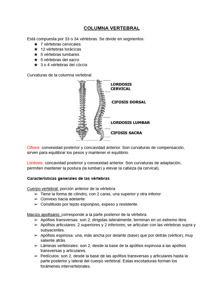Estructura y Función de la Columna Vertebral | PDF | La columna ...