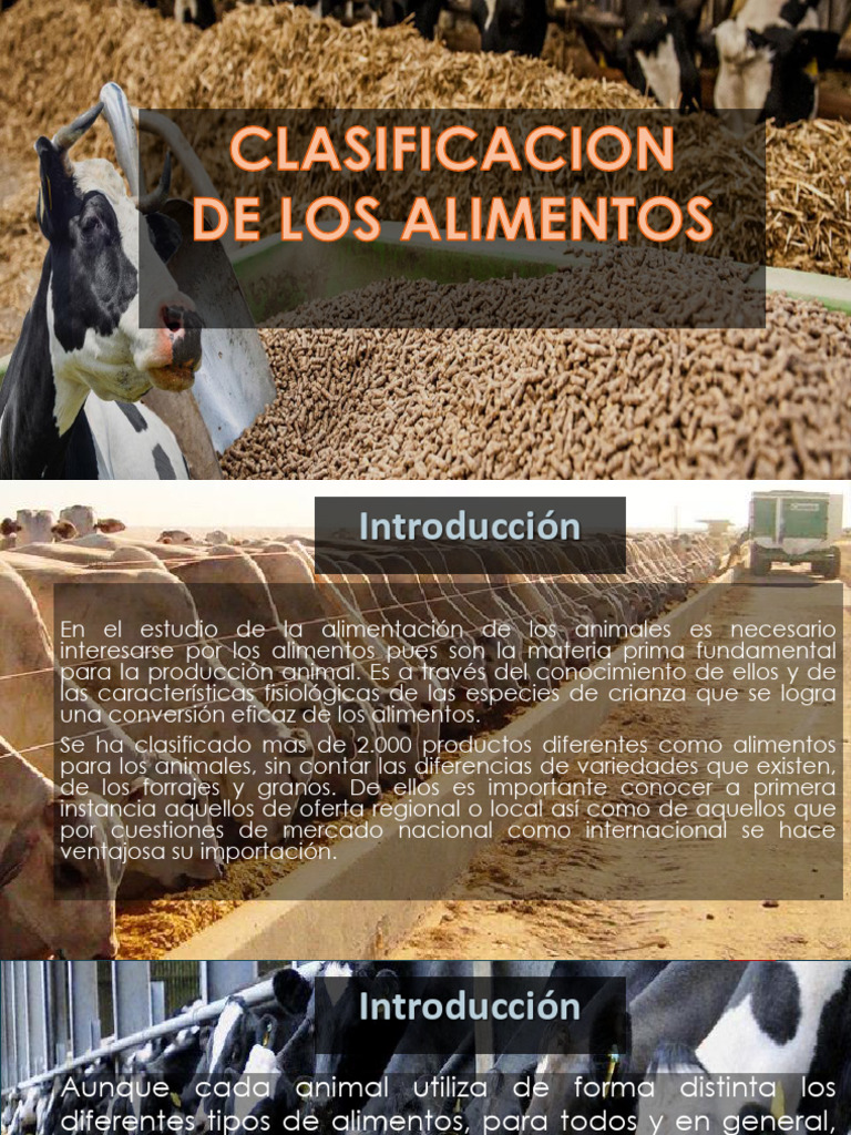 Tema #2 Clasificación de Los Alimentos | PDF | Alimentos | Cereales