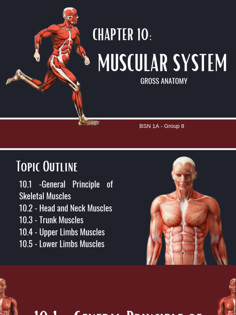 Gross Anatomy of the Muscular System | PDF | Foot | Human Leg