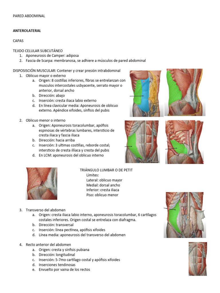 Anatomía de la Pared Abdominal y Canal Inguinal | PDF | Abdomen | Anatomía