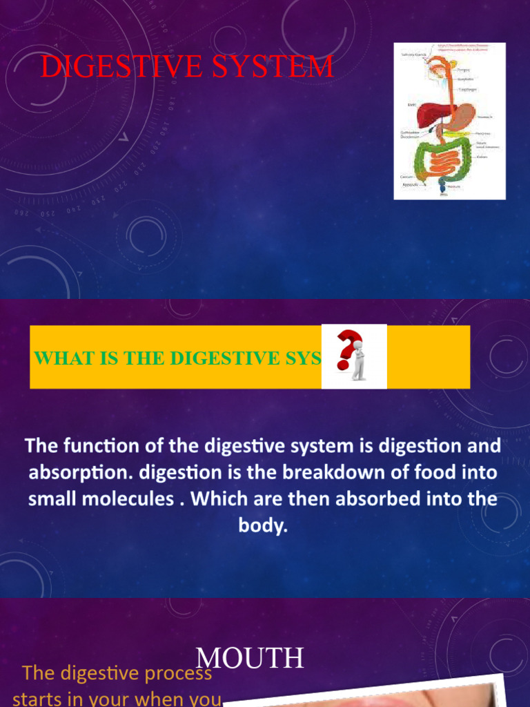 The Digestive System | PDF