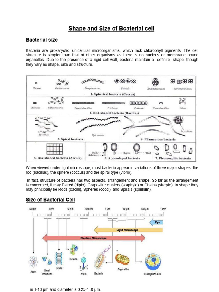 Shape and Size of Bacterial cell | PDF | Bacteria | Cell (Biology)